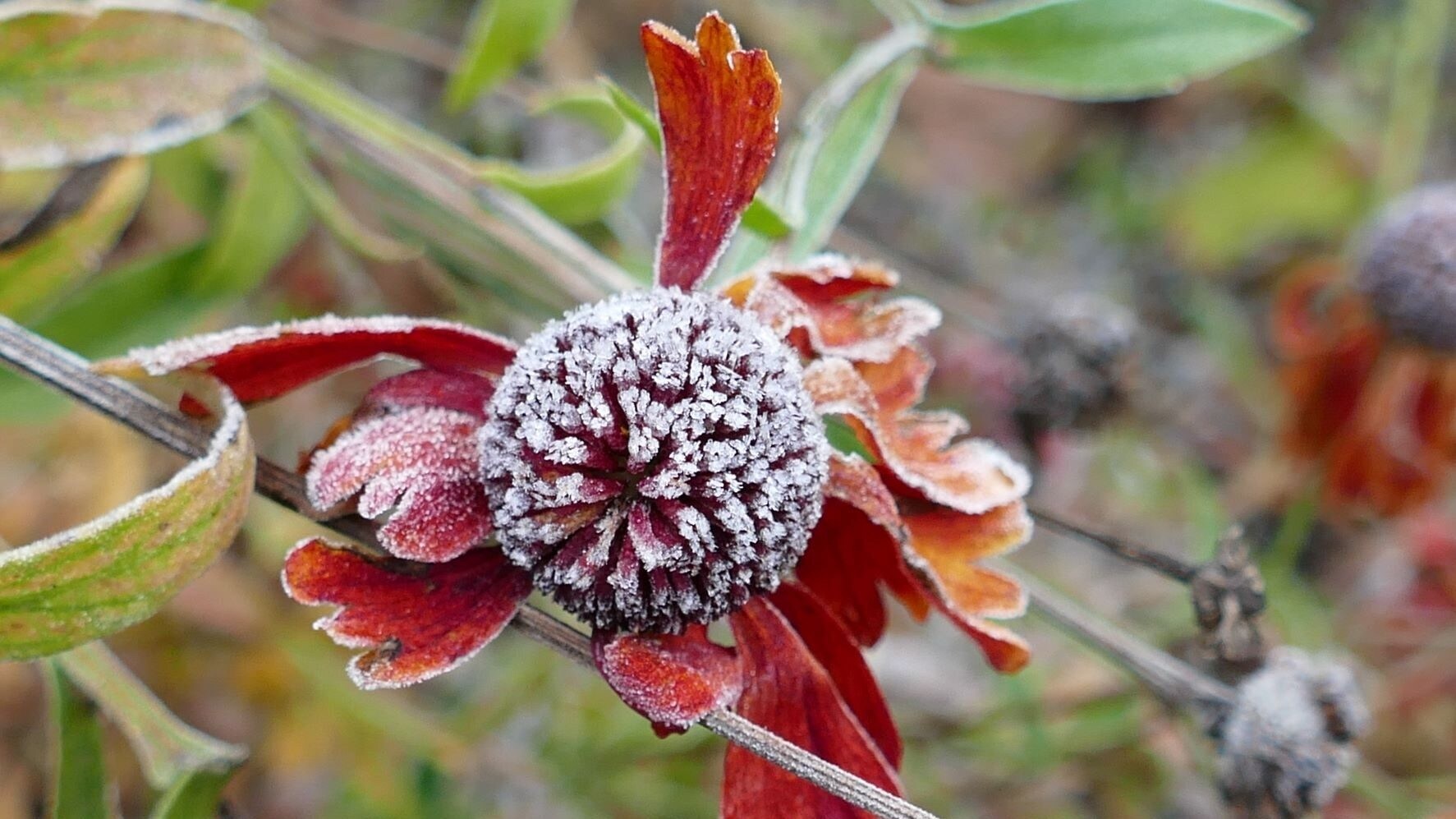 Leserfoto des Tages - Frostblumen | krone.at