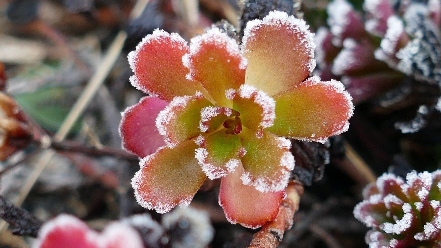 Leserfoto des Tages - Frostblumen | krone.at