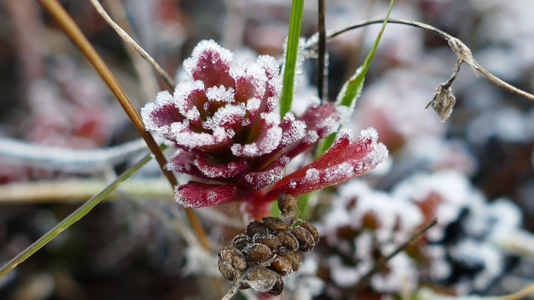 Leserfoto des Tages - Frostblumen | krone.at