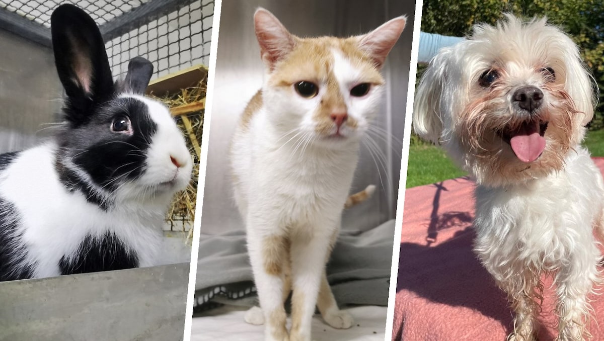Oberösterreich - „Wer will mich?“: Diese Tiere haben kein Zuhause ...