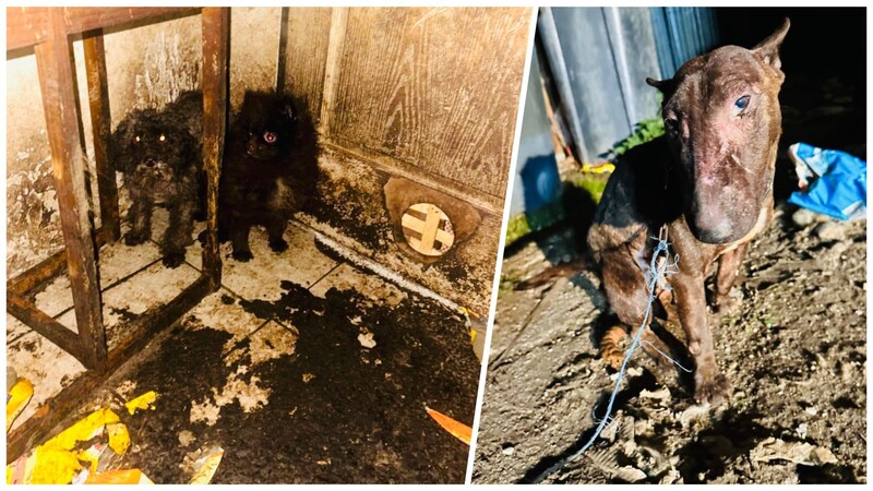 Drama surrounding "dog factory" - Horror breeder on the run: trail to ...