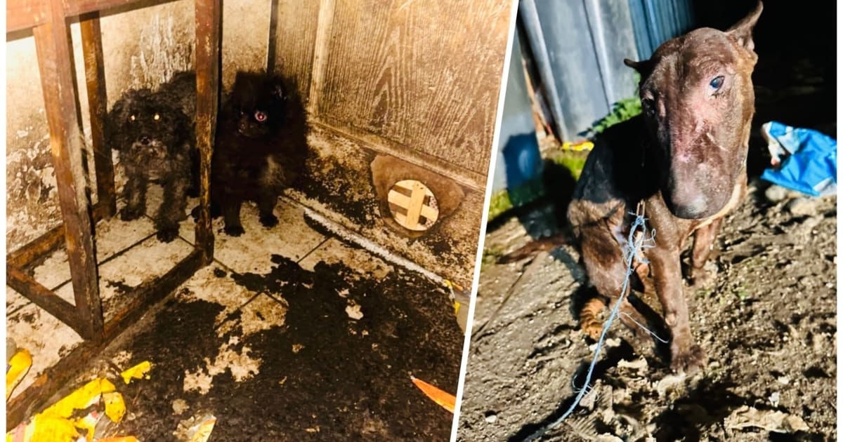 Drama surrounding "dog factory" - Horror breeder on the run: trail to ...