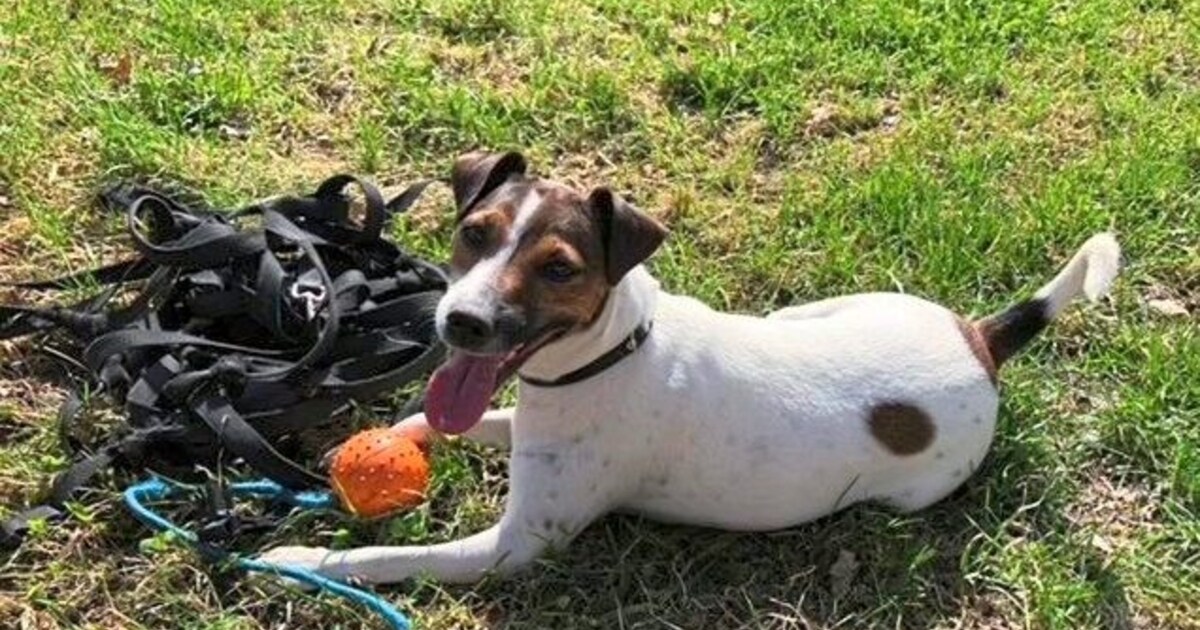 Request for tips - “We will never stop looking for our dog!” | krone.at