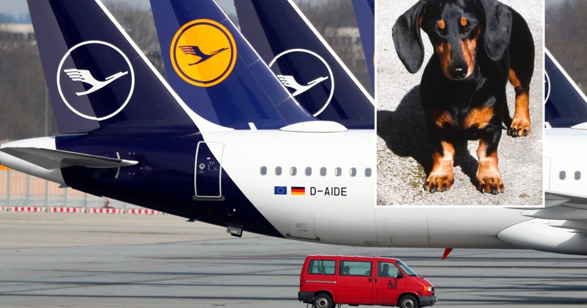"Krone" ombudswoman - Dachshund “Emily”: the reason the trip to the USA ...