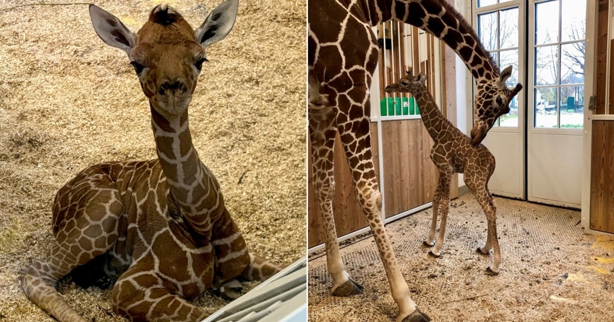 "Development is critical" - Concern at Schönbrunn: baby giraffe not ...
