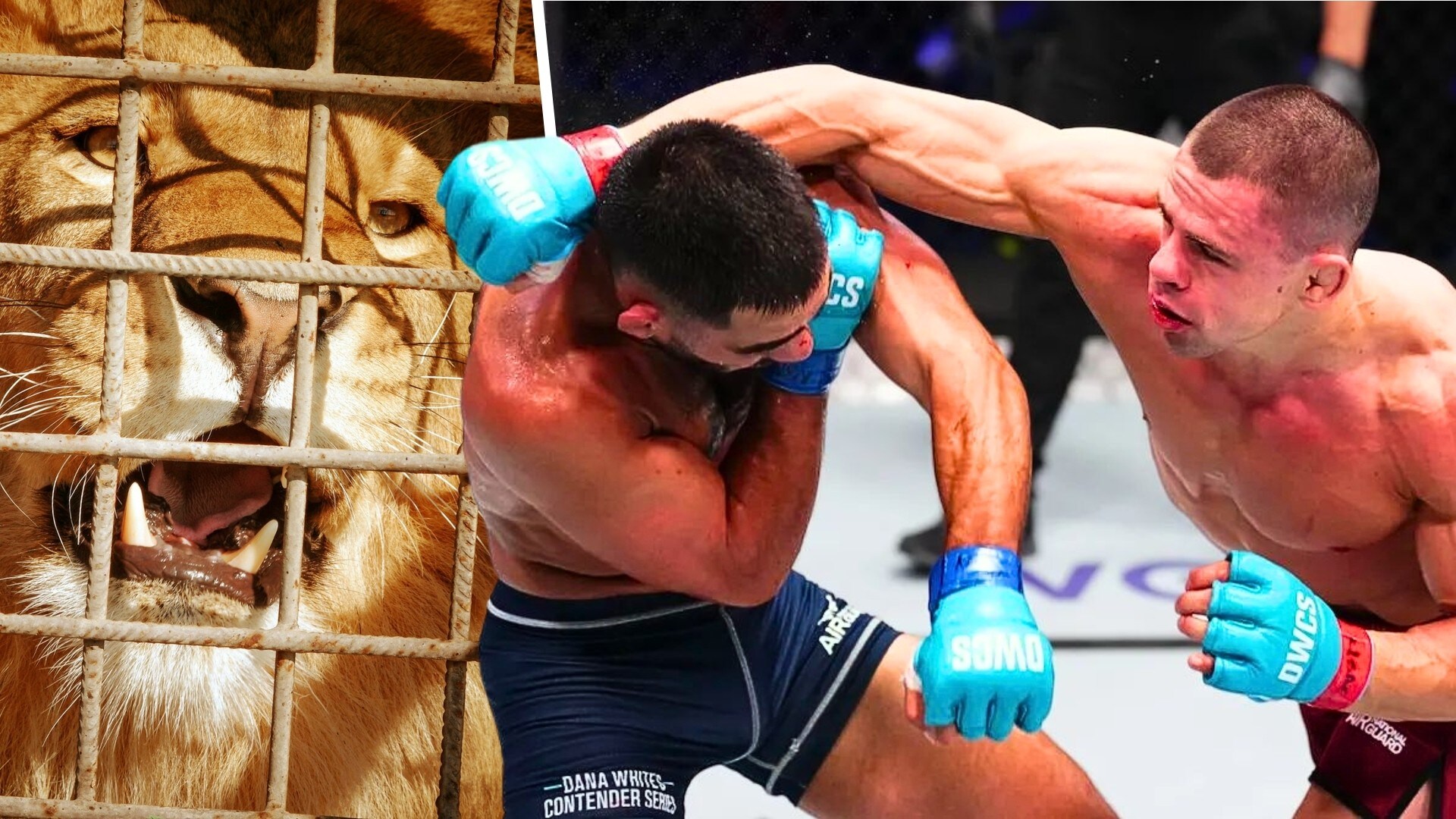The cat is out of the bag - In UFC debut, a “lion” becomes a grade ...