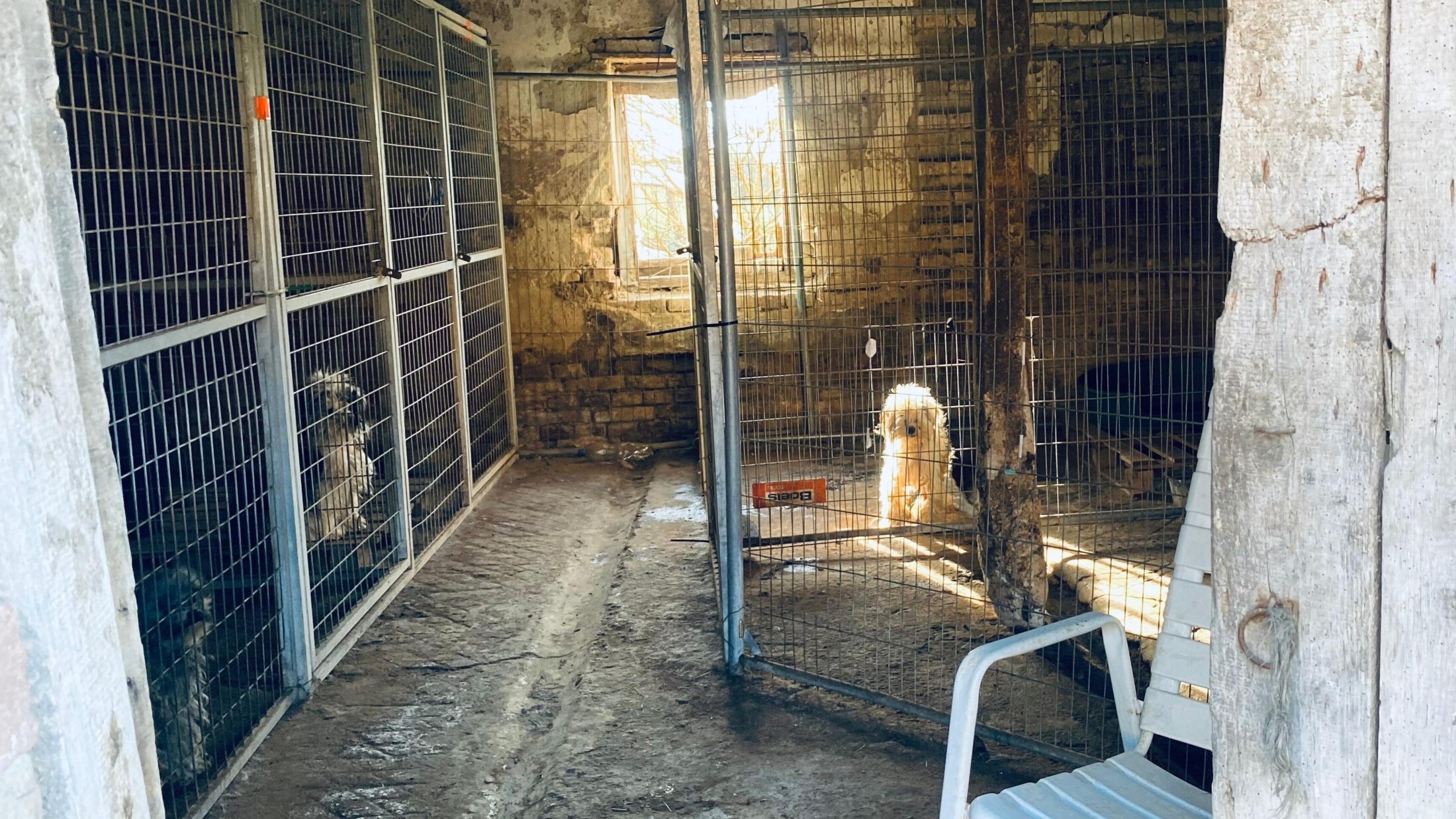 Shocking video - The filthy kennels of Brigitta M. | krone.at