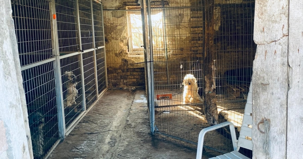 Schockierendes Video - Die schmutzigen Zwinger der Brigitta M. | krone.at