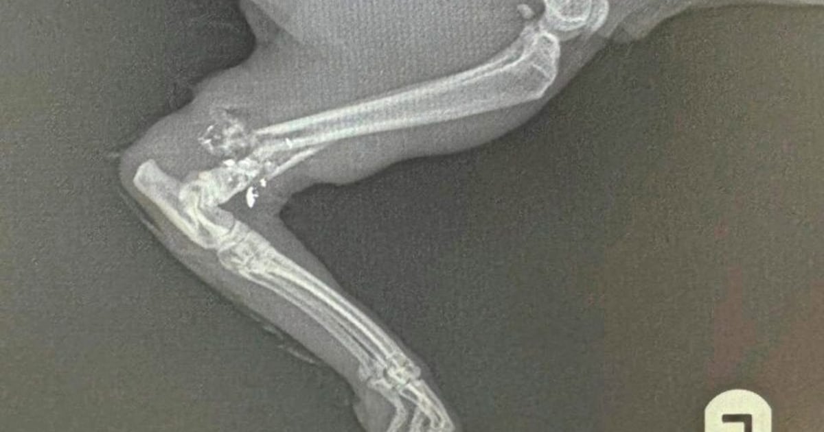 Cat in mortal danger - Animal abuser shot at “tiger” Hind leg amputated ...