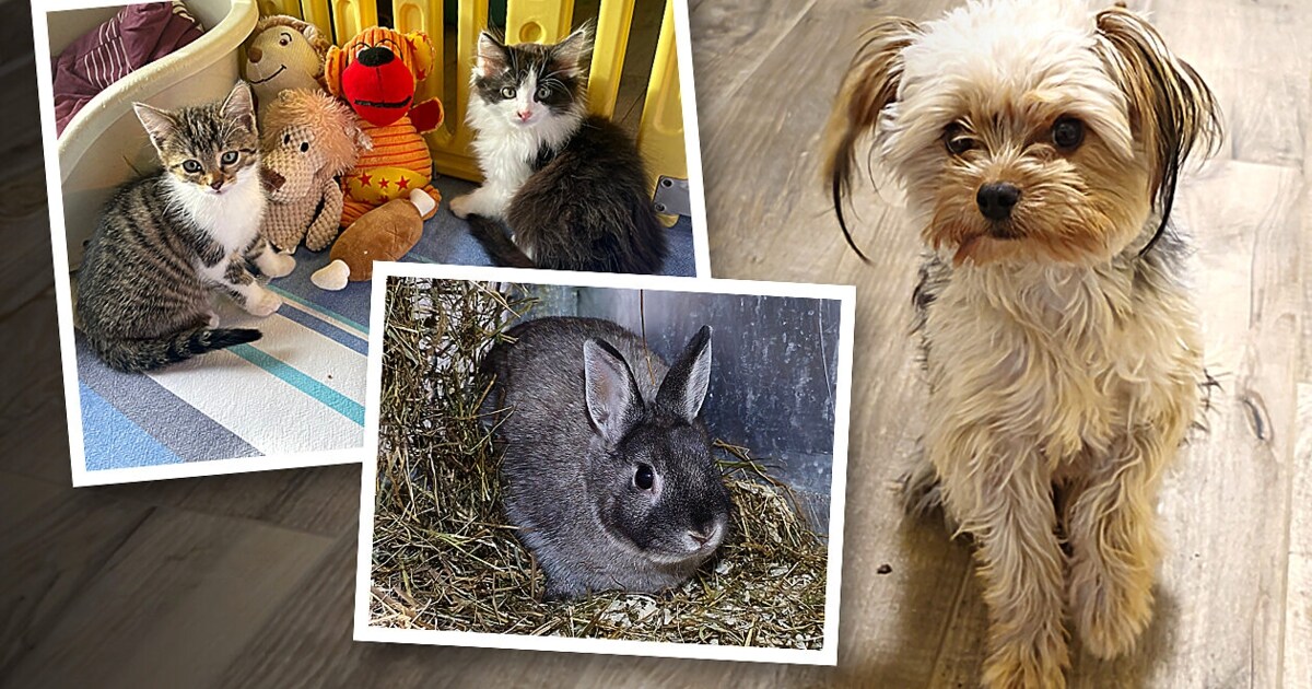 Oberösterreich - „Wer will mich?“: Diese Tiere haben kein Zuhause ...