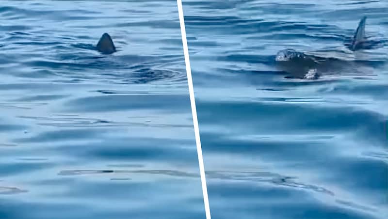Impressive video! - Eight-meter-long shark discovered off Croatia’s ...