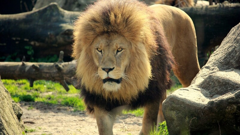Wanted to impress woman - Zookeeper films himself with lions: killed by ...
