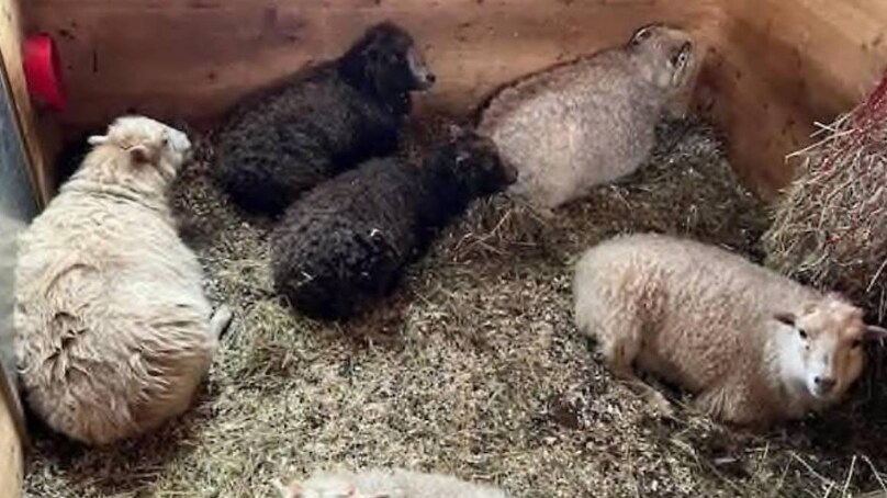 Injured sheep - “Cut off” ears: It was a fox | krone.at