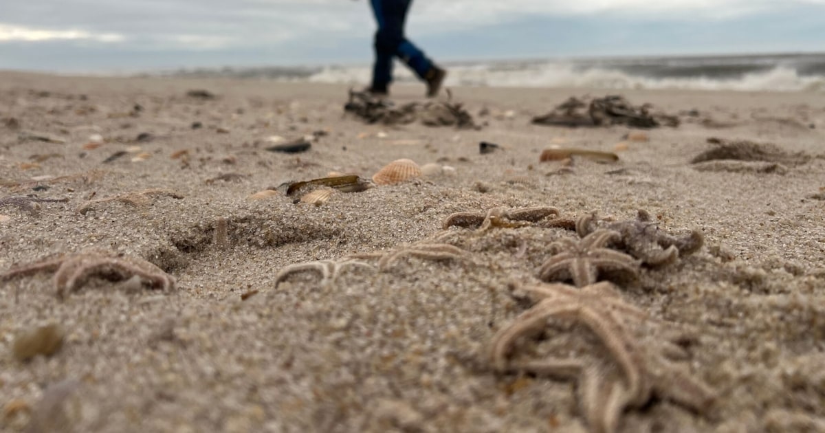 Natürliches Phänomen - Sturm spült Millionen Seesterne an Sylter Strand ...