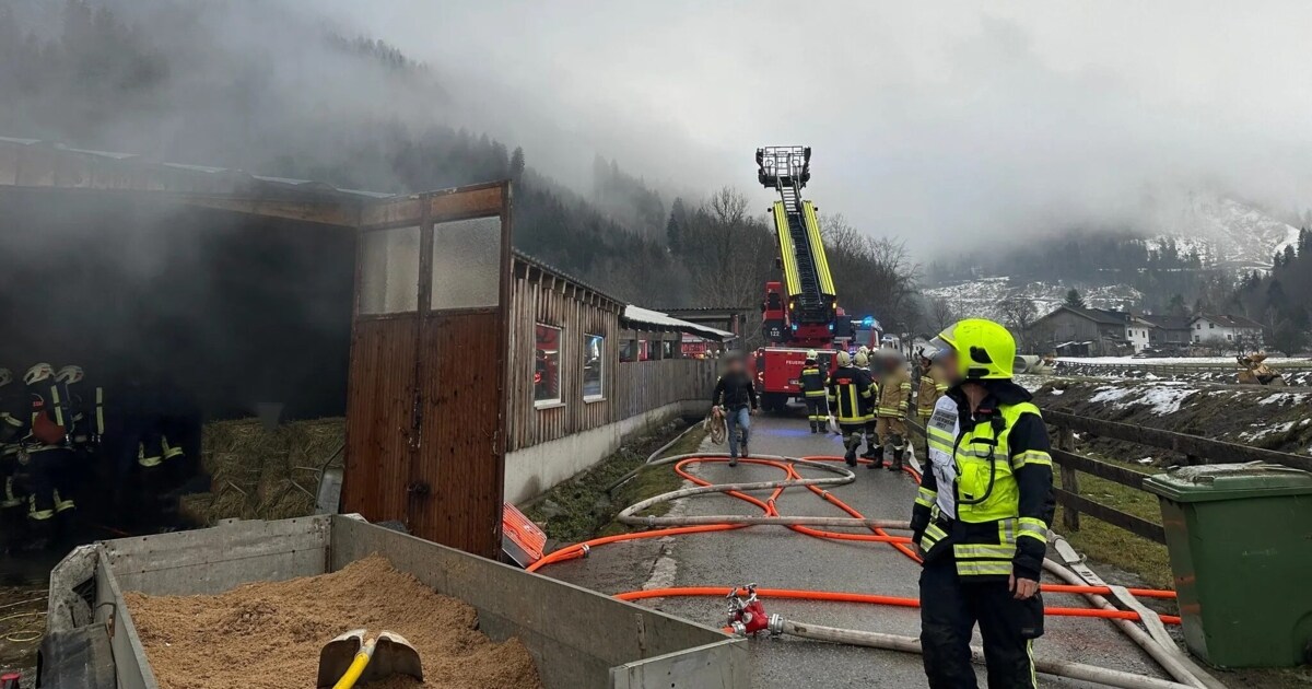Kein Hydrant in Nähe - Stallbrand wegen defekter Kabeltrommel: Rind tot ...
