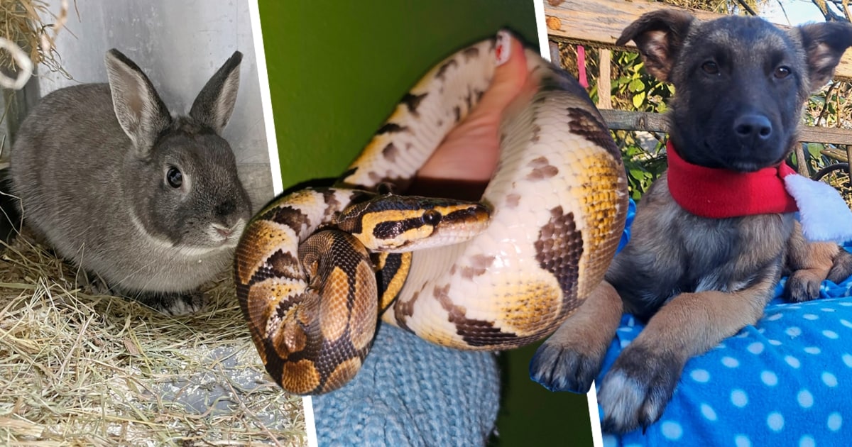 Oberösterreich - „Wer will mich?“: Diese Tiere haben kein Zuhause ...