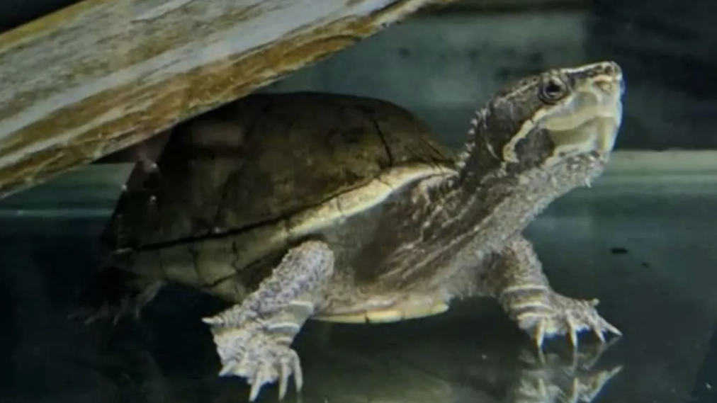 Stinky turtle - “Elon the musk turtle” finally found a home | krone.at