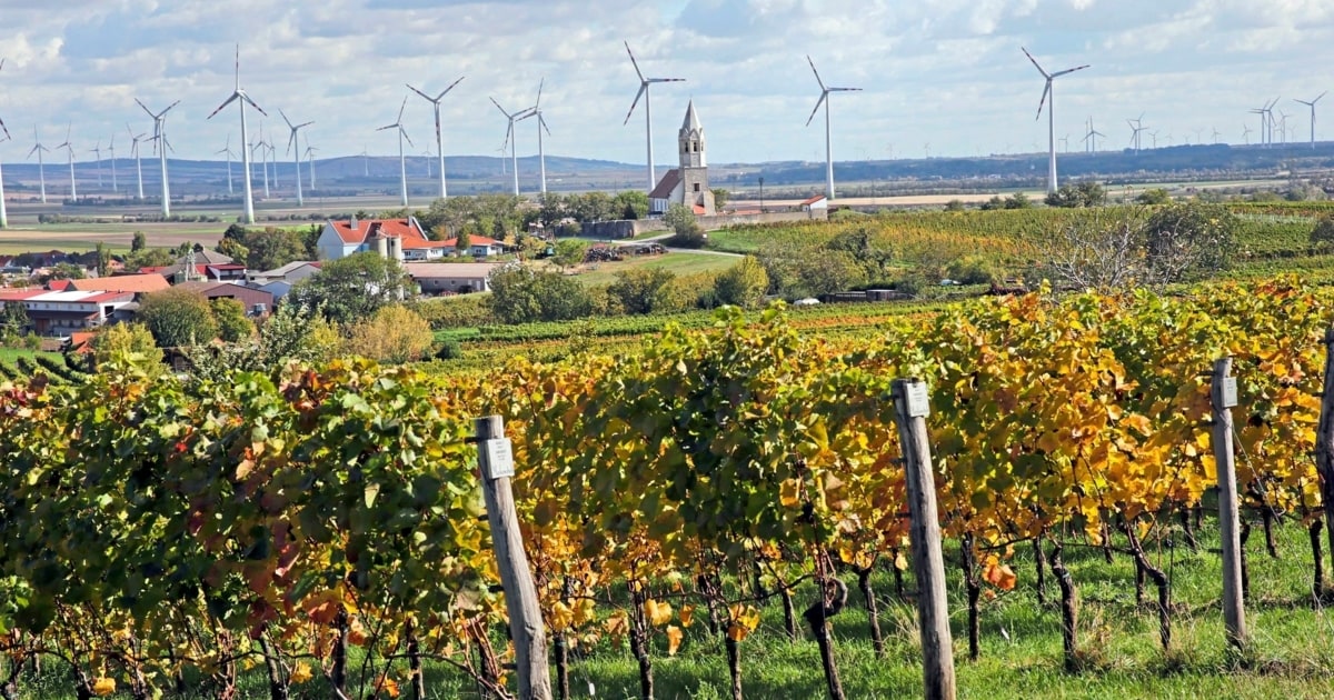 „Mehr als Traubensaft“ - Wo Jungwinzerin edle Tröpferl ohne Alkohol ...