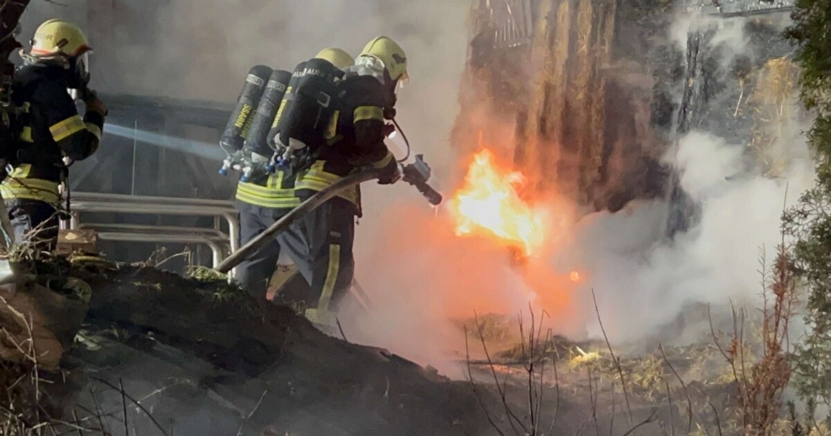 Barn fire in Lower Austria - Rescue too late: 62 sheep perish in flames ...