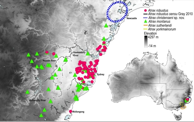 Forscher staunen - Giftigste Spinne der Welt besteht aus drei Arten ...