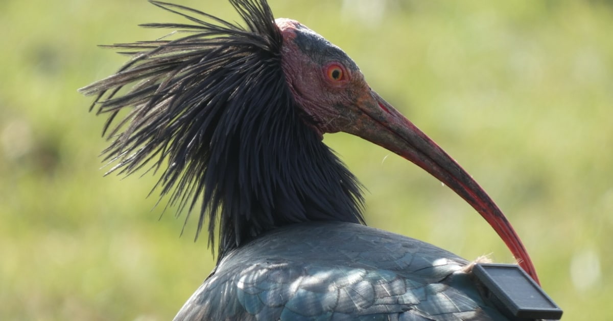 Reintroduction - Northern Bald Ibis Puck shot down by hunter in Italy ...