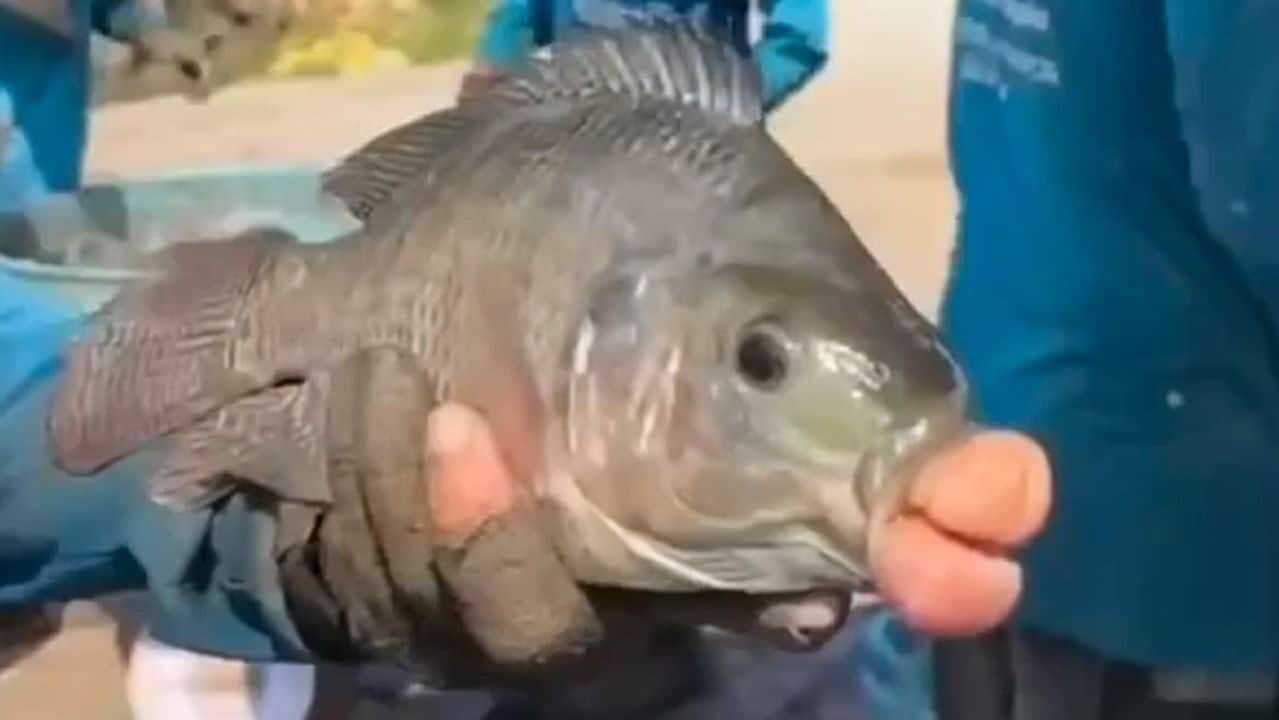 „Karp-dashian“ lebt - Fisch mit bizarr dicken Lippen verblüfft Fischer ...