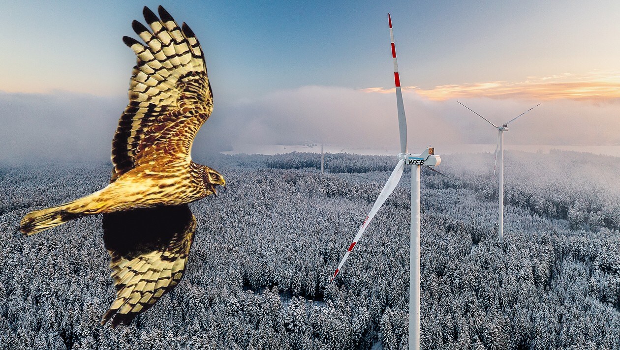 Expansion stopped - Rare bird gets in the way of wind power | krone.at