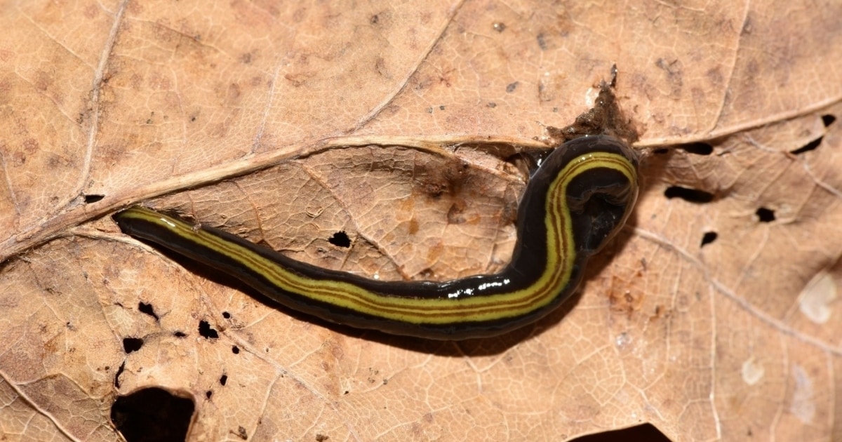 In the house of the sea - Accidental find: carnivorous worm species ...