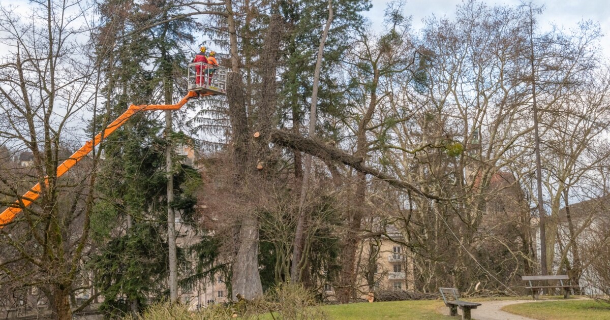 Aus Sicherheitsgründen - Uralte Esche am Rosenhügel gefällt | krone.at