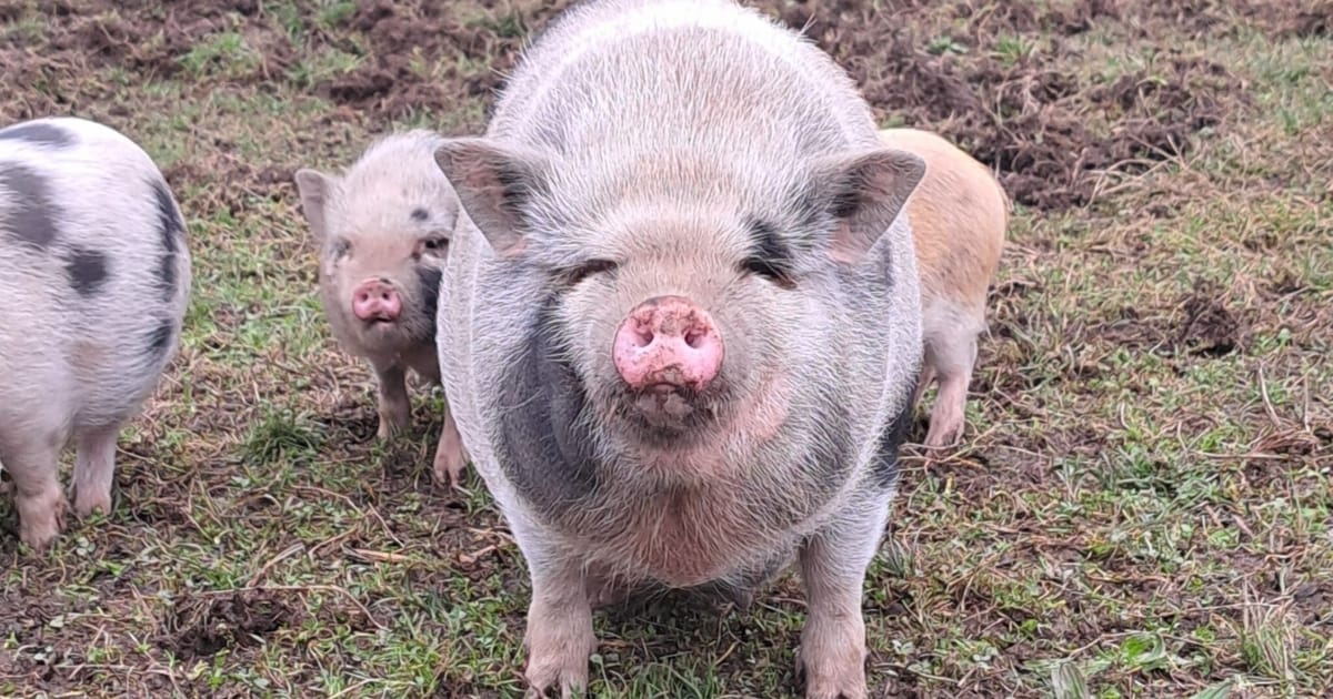 Successful help - 15 mini pigs have a new home thanks to “Krone” | krone.at