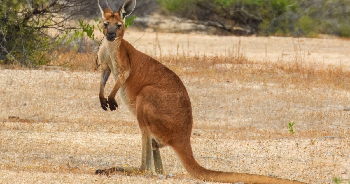Hielt es als Haustier - Australier bei Känguru-Attacke schwer verletzt ...