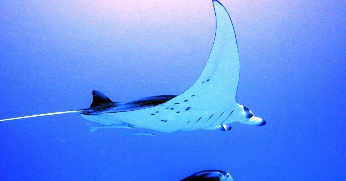 High CO2 levels - Global warming is also affecting sharks and rays ...