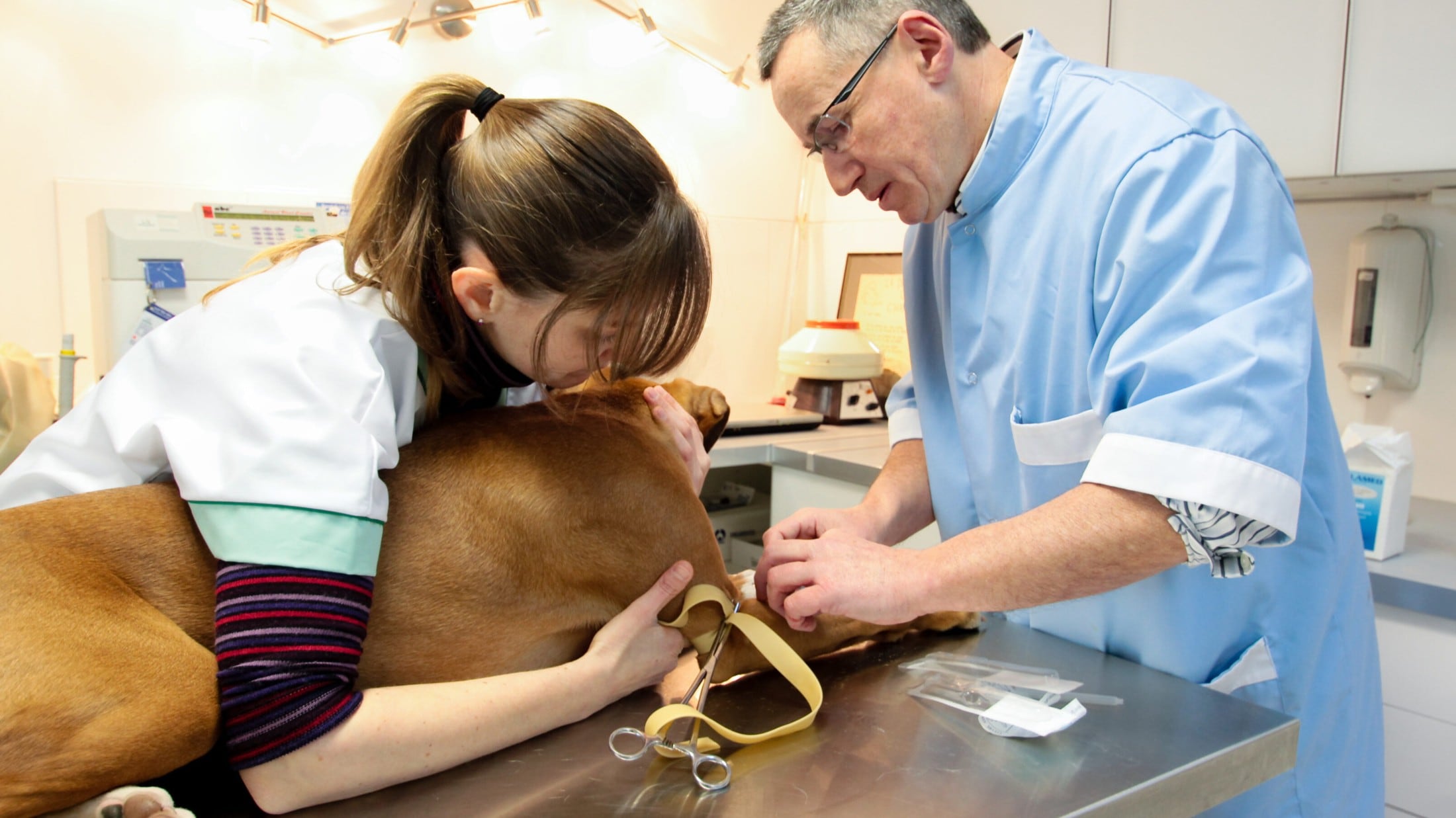 Immer mehr Fälle - „Mein Hund hat gebissen und muss jetzt sofort weg ...