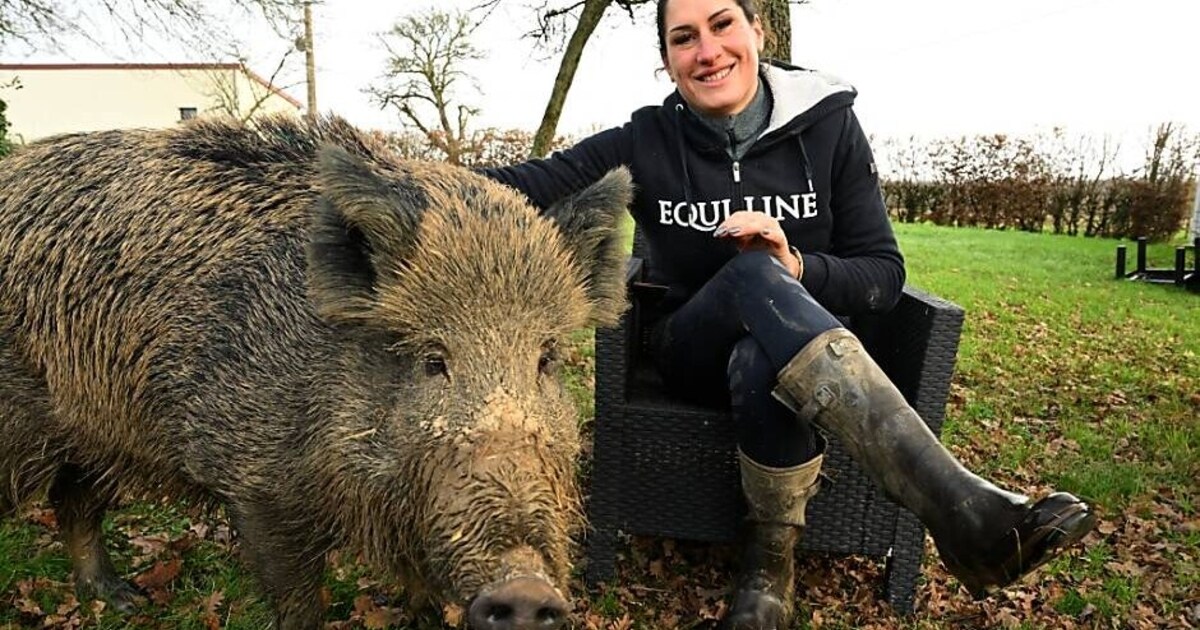 „Endgültiger Sieg“ - Happy End für „Rillette“: Wildsau darf bleiben | krone.at