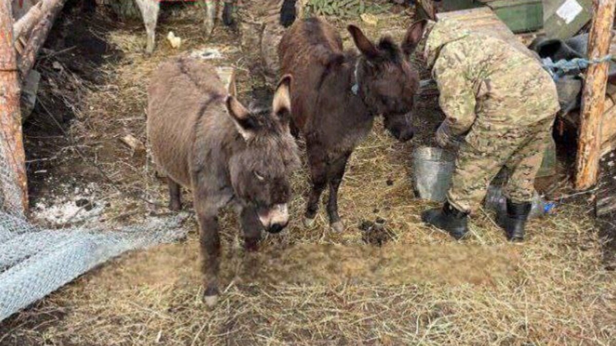 Beast of burden instead of trucks - Russians use donkeys for ...