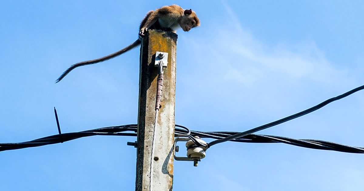 Minister says: - Monkey triggered power outage in Sri Lanka | krone.at