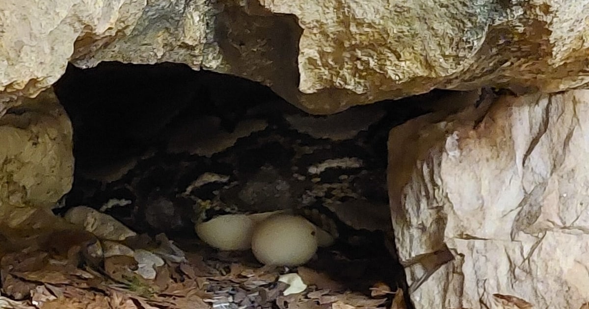 Hatching in 90 days - Great luck: Carinthian zoo expects 35 python ...