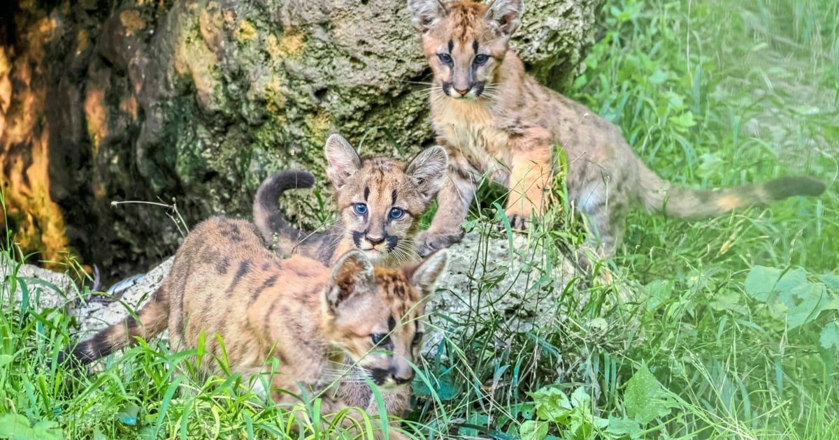 At Salzburg Zoo - Experience the love life of zoo animals on Valentine ...