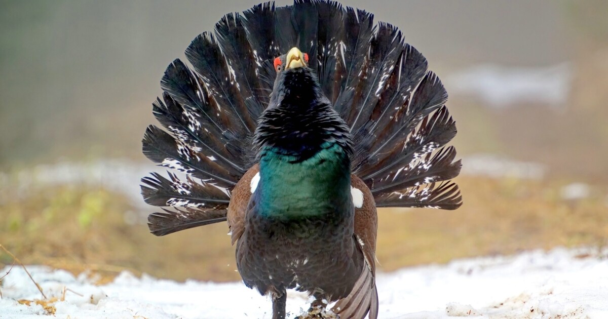 The capercaillie - A royal bird in great danger | krone.at