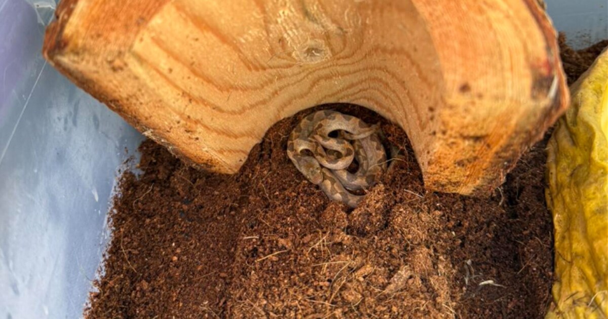 Scare in supermarket - Poisonous snake hiding in a box of bananas ...