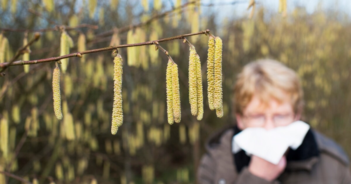 Two months pollen-free - Many people in Carinthia suffer from pollen ...