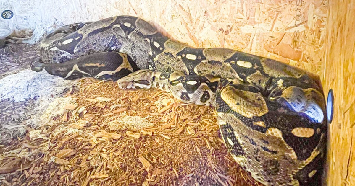 King boa in Innsbruck - Abandoned constrictor poses many puzzles | krone.at