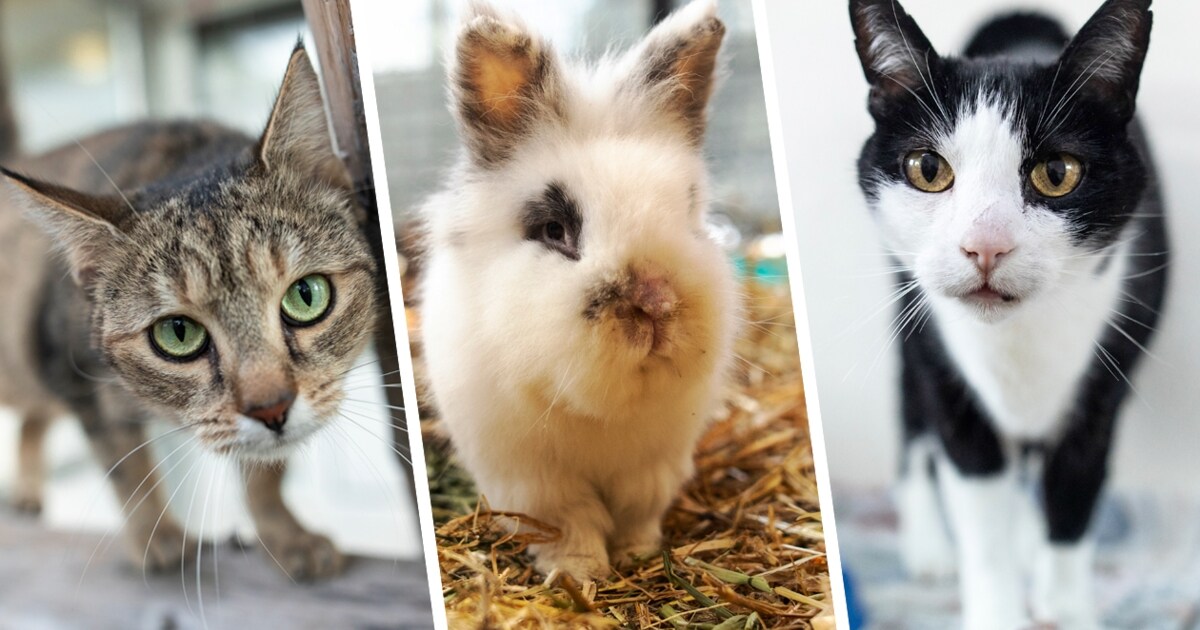 Oberösterreich - „Wer will mich?“: Diese Tiere haben kein Zuhause ...