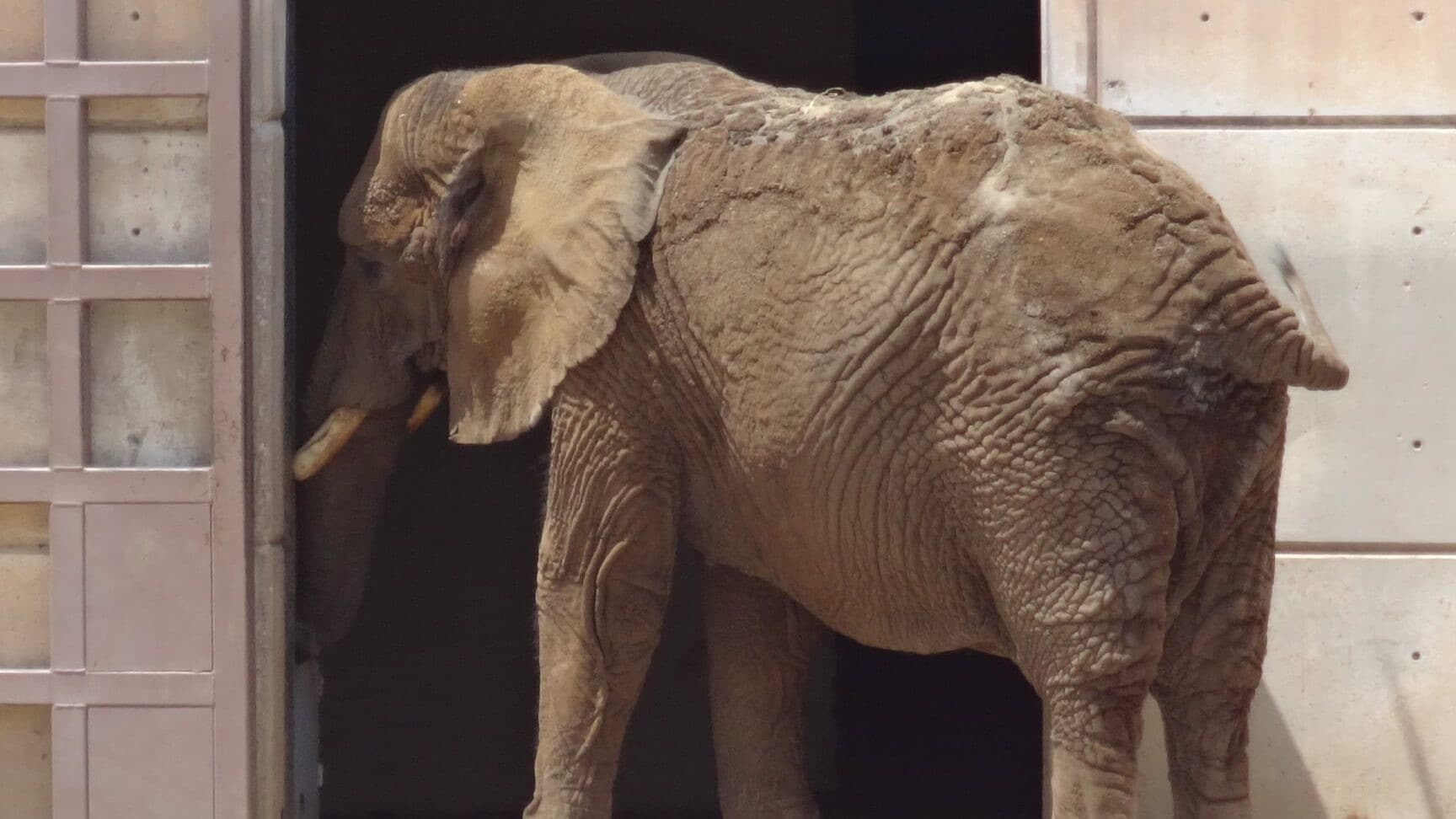 Alone for years - Better life for the “saddest elephant in the world ...