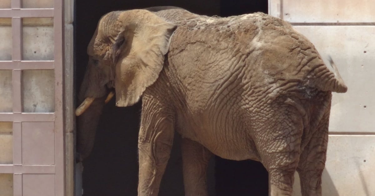 Alone for years - Better life for the “saddest elephant in the world ...