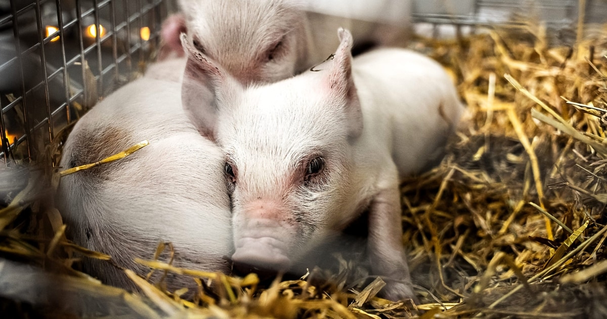 Disturbing project - Danish artist wanted to starve piglets to death ...
