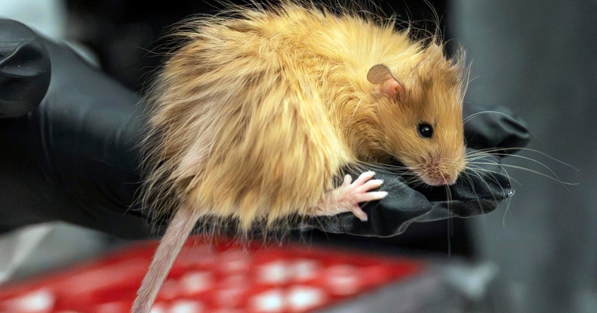 „Bemerkenswert“ - Forscher züchteten erstmals Mäuse mit Mammutfell ...