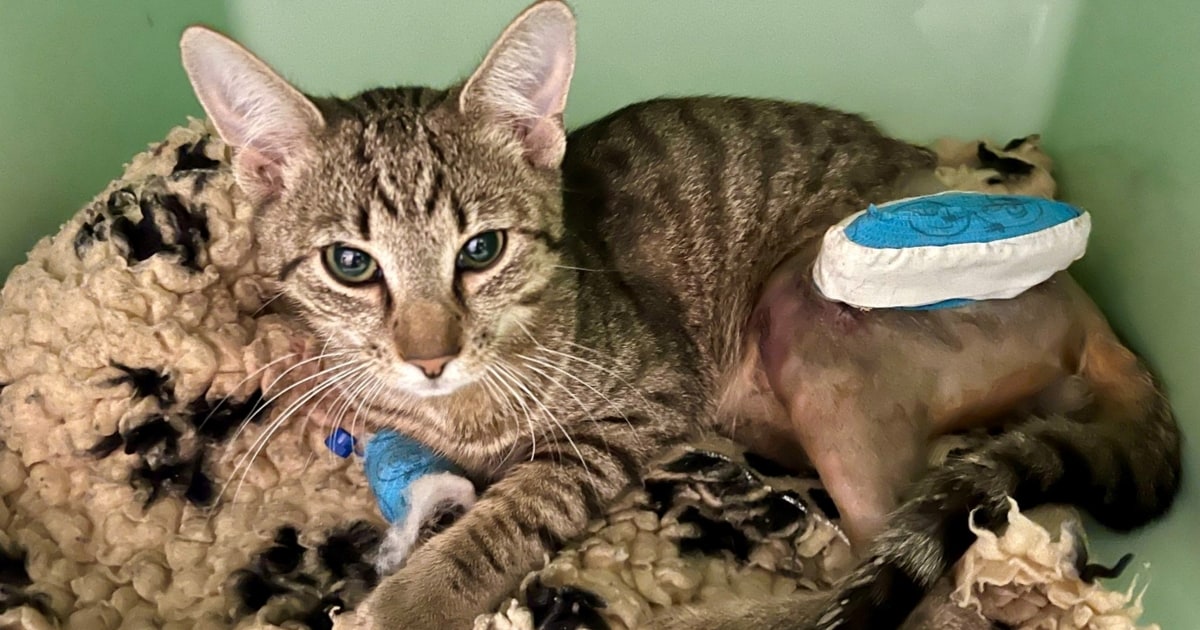 Who can help Tiger? - Surgery too expensive: owners left cat with vet ...