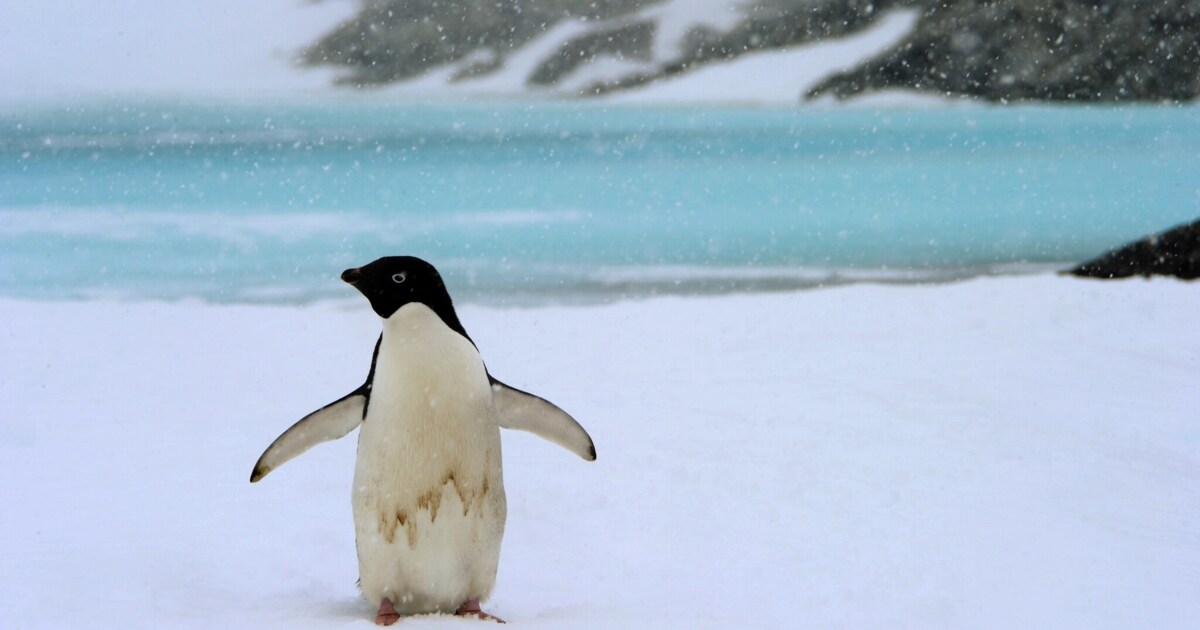 Temperatures too high - Global sea ice has melted to a record low ...