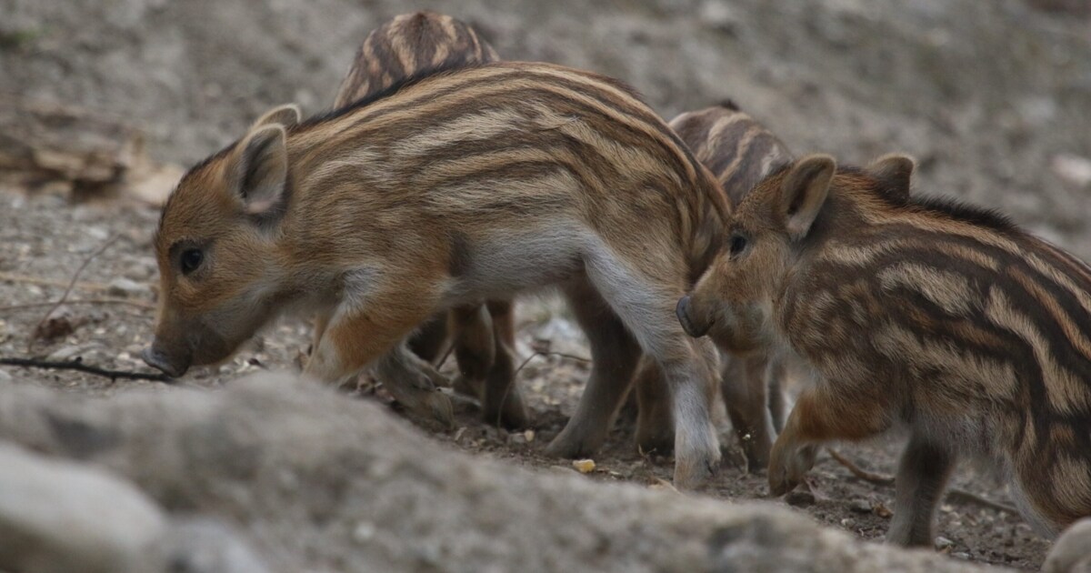 Süße Wildschwein-Babys - Grunzender Nachwuchs im Innsbrucker Alpenzoo ...